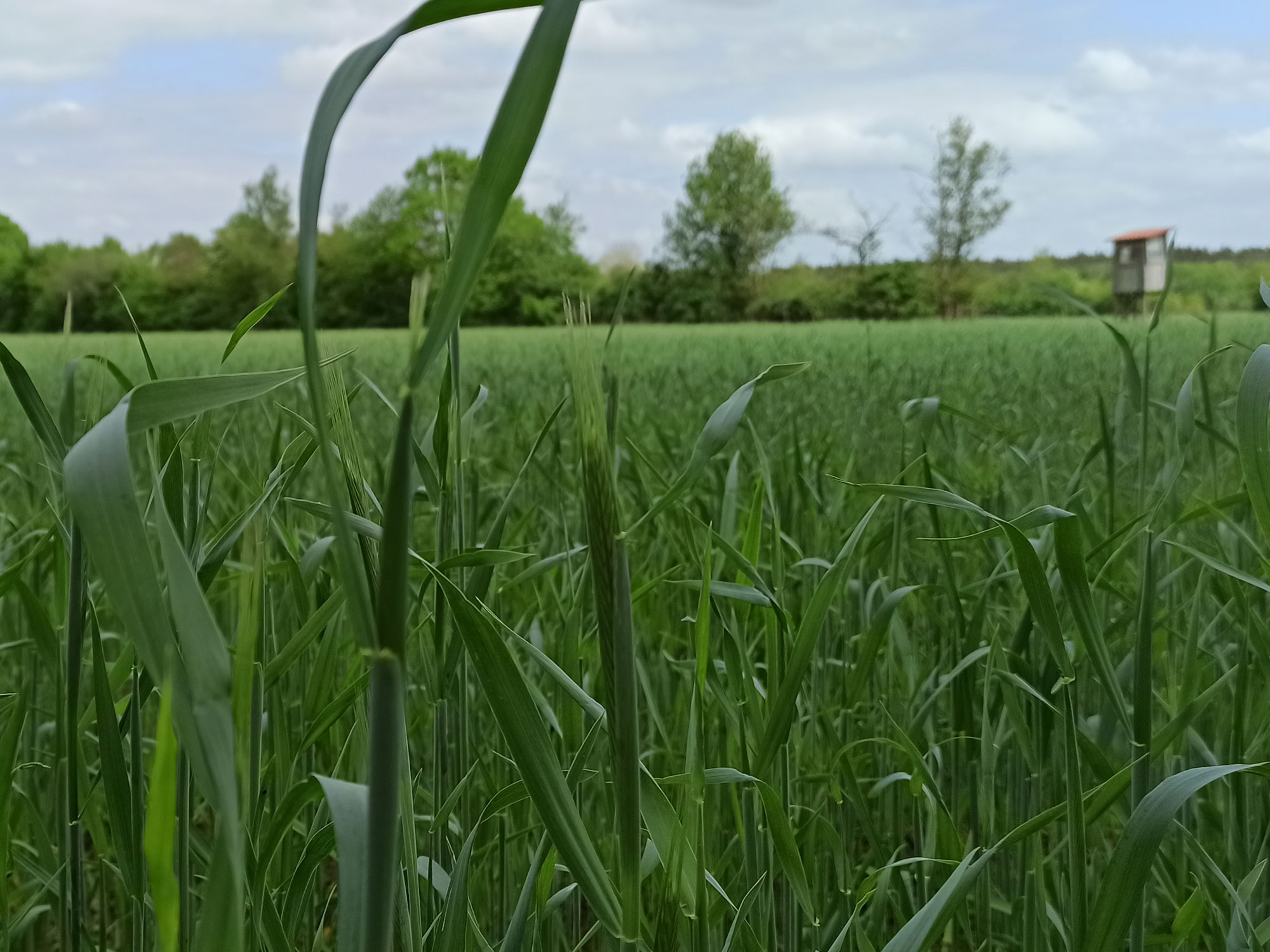 Mehr Bremer geht nicht!